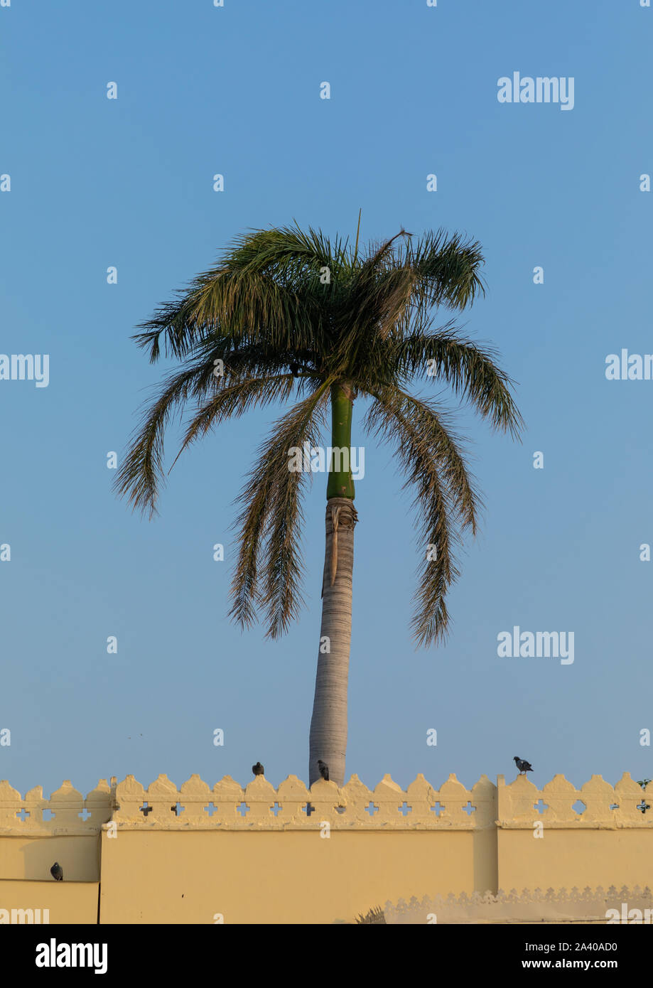Palm tree on jag mandir palace built on an island in the lake Pichola ...