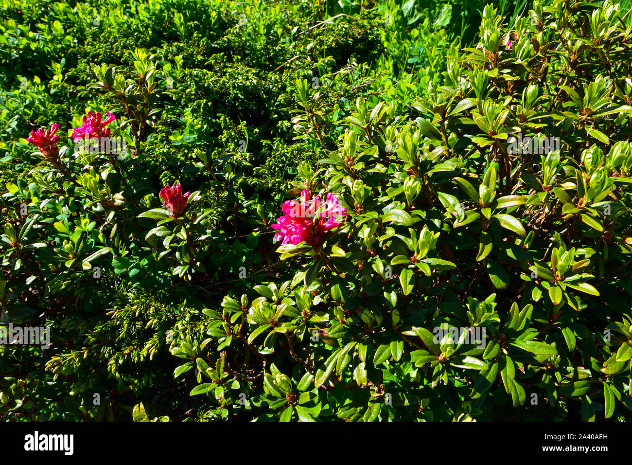Alpine rose hi-res stock photography and images - Alamy