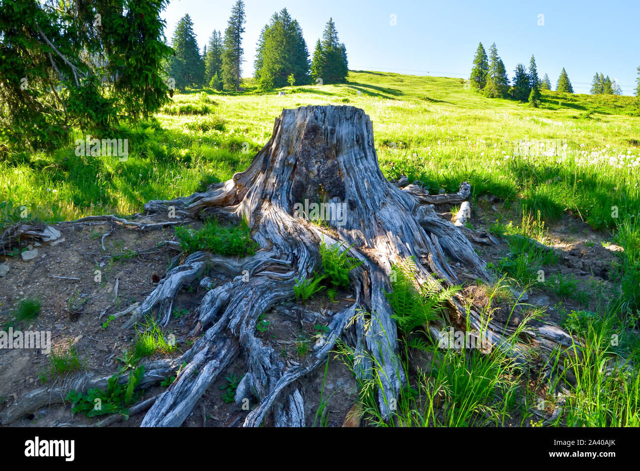 Old weathered tree stump with big roots Stock Photo - Alamy