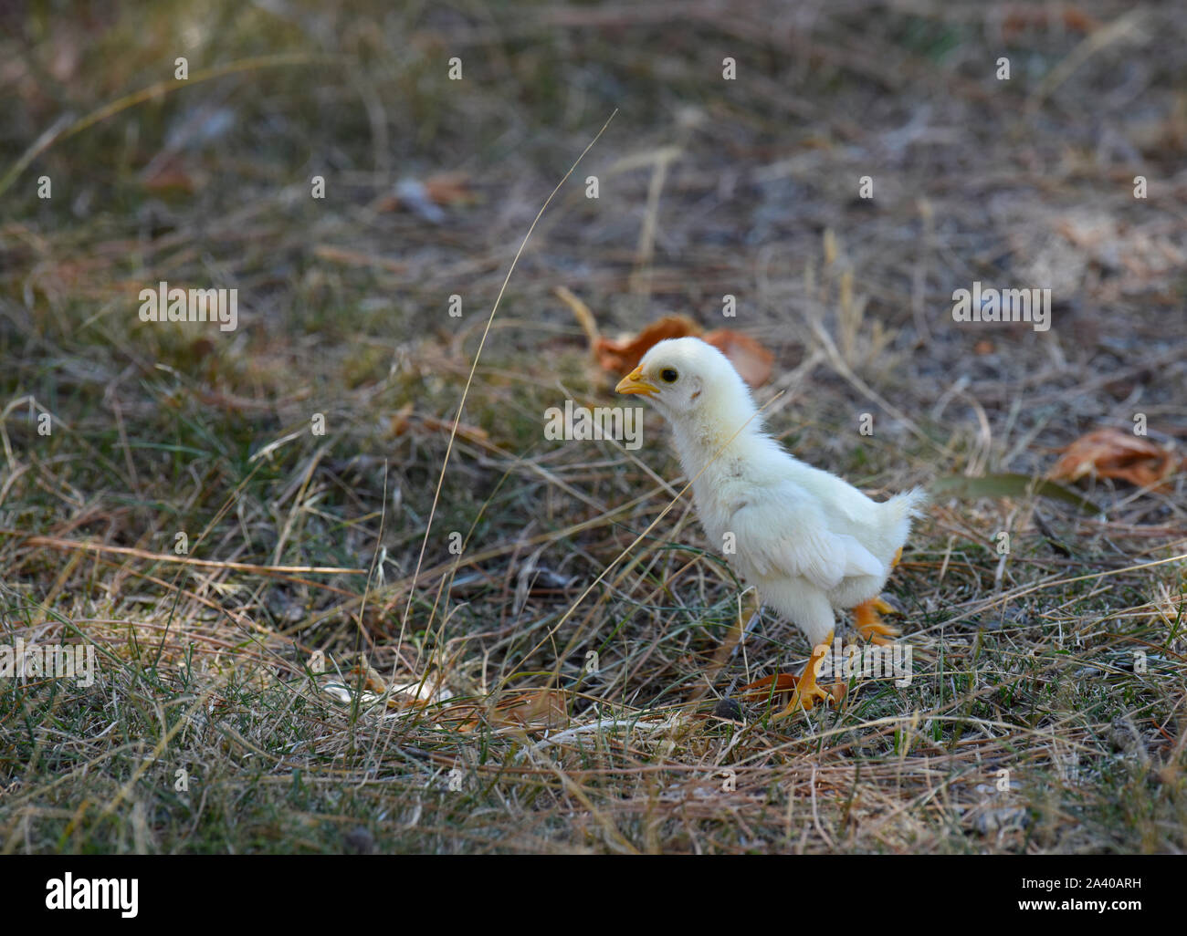 Running across grass hi-res stock photography and images - Alamy