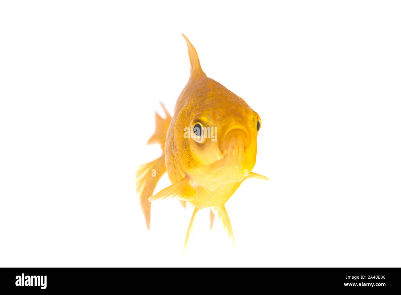 Gold fish or goldfish swimming isolated on white background Stock Photo ...