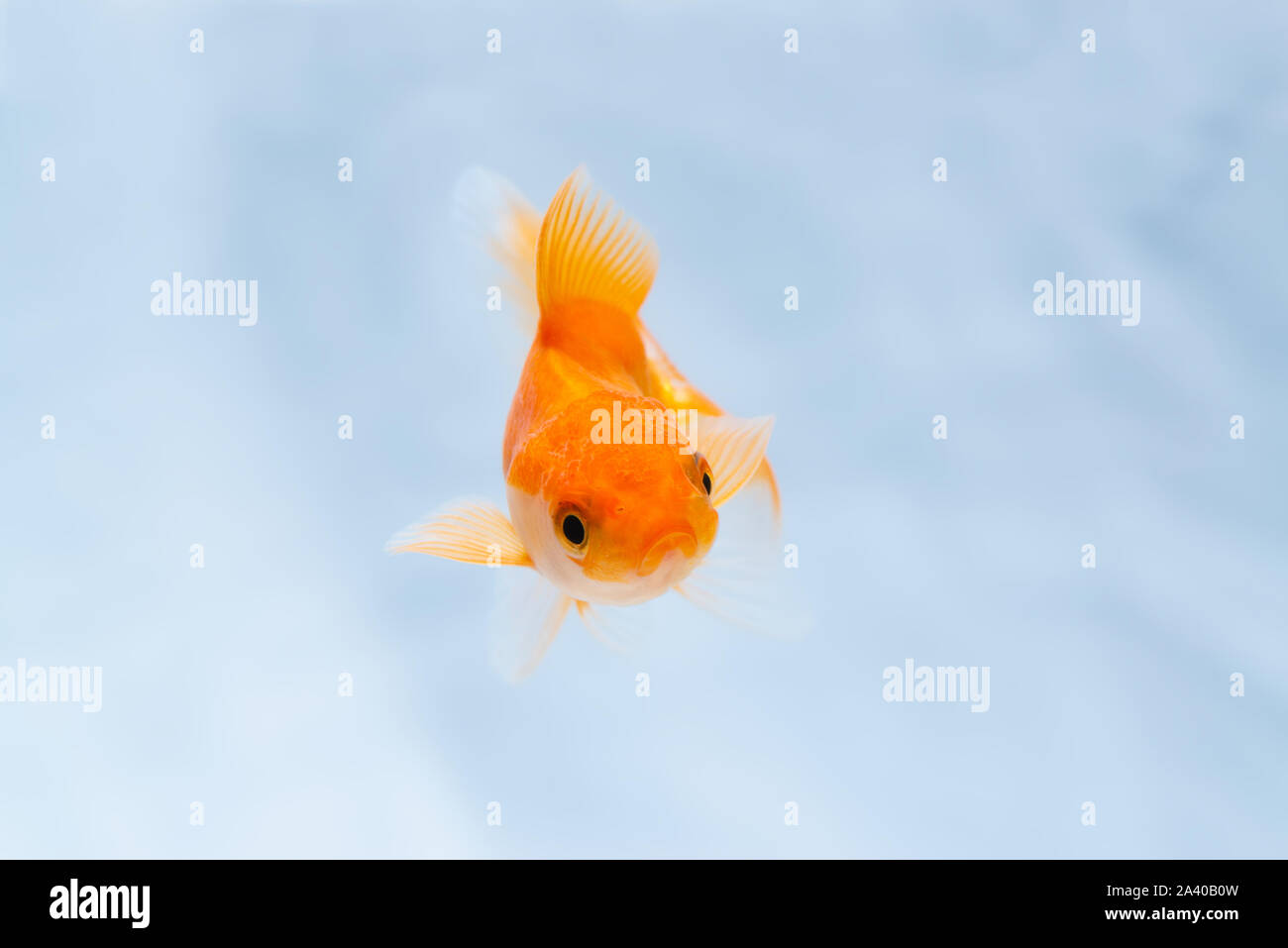 Gold fish or goldfish floating swimming underwater in fresh aquarium ...