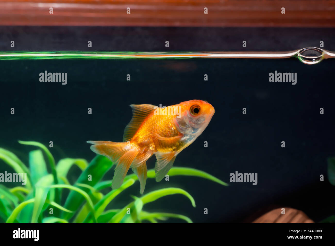 Gold fish or goldfish floating swimming underwater in fresh aquarium ...