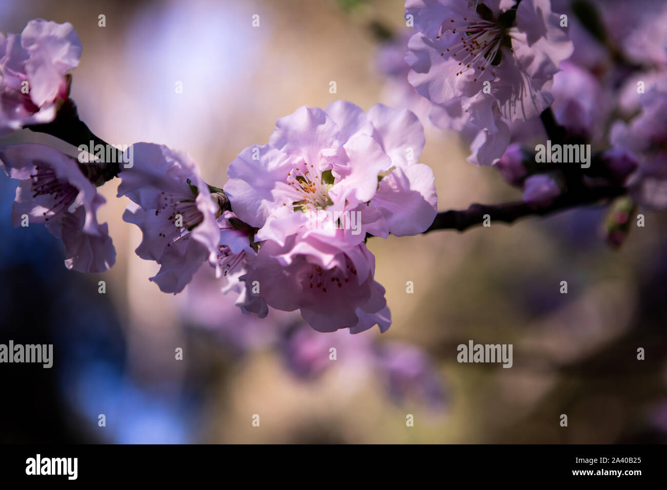 Red cherry blossom tree hi-res stock photography and images - Alamy