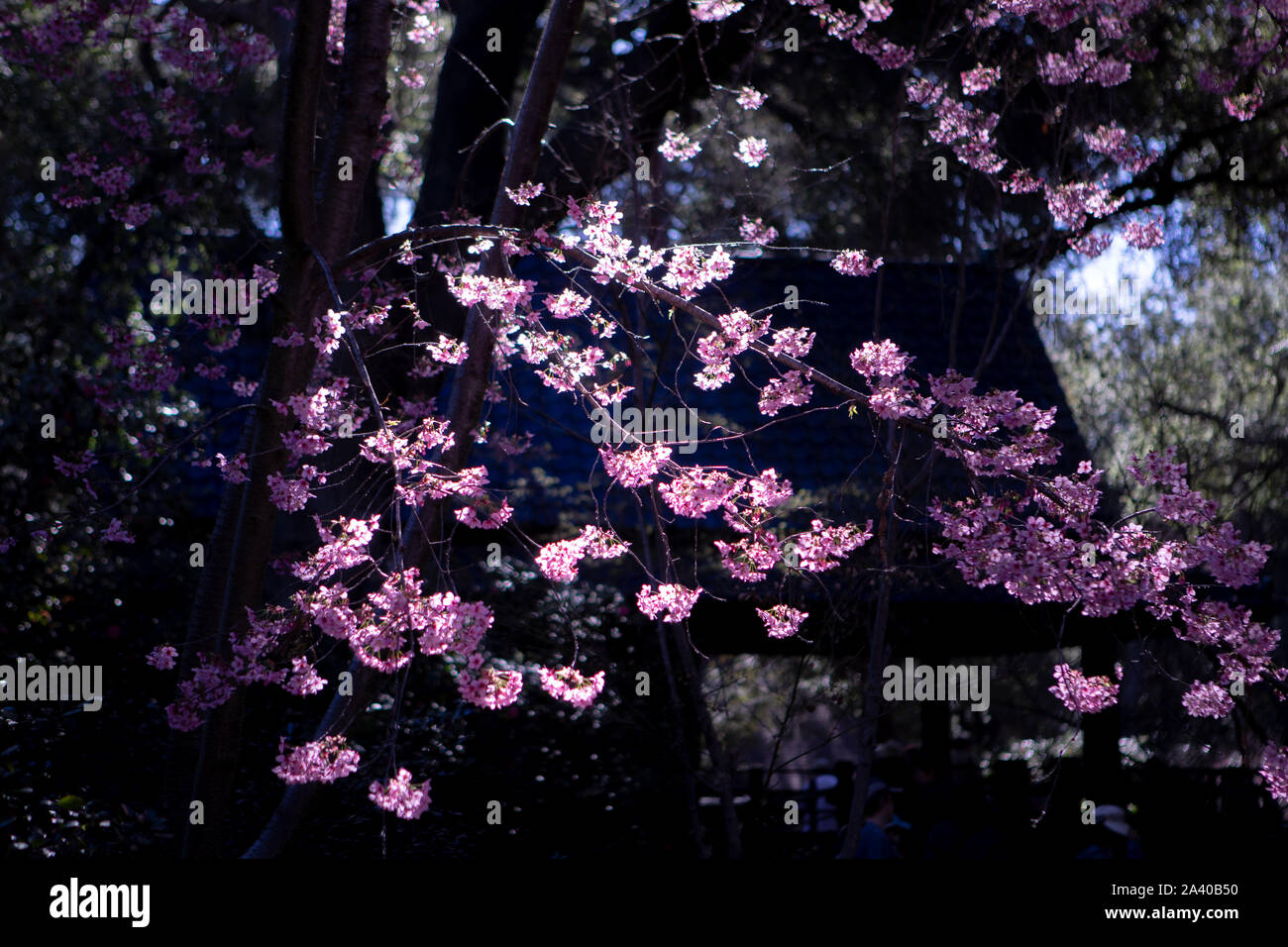 Japanese Sakura Cherry Blossoms Stock Photo - Alamy