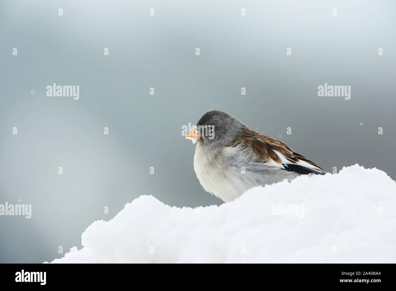 White winged snow finch montifringilla nivalis hi-res stock photography ...