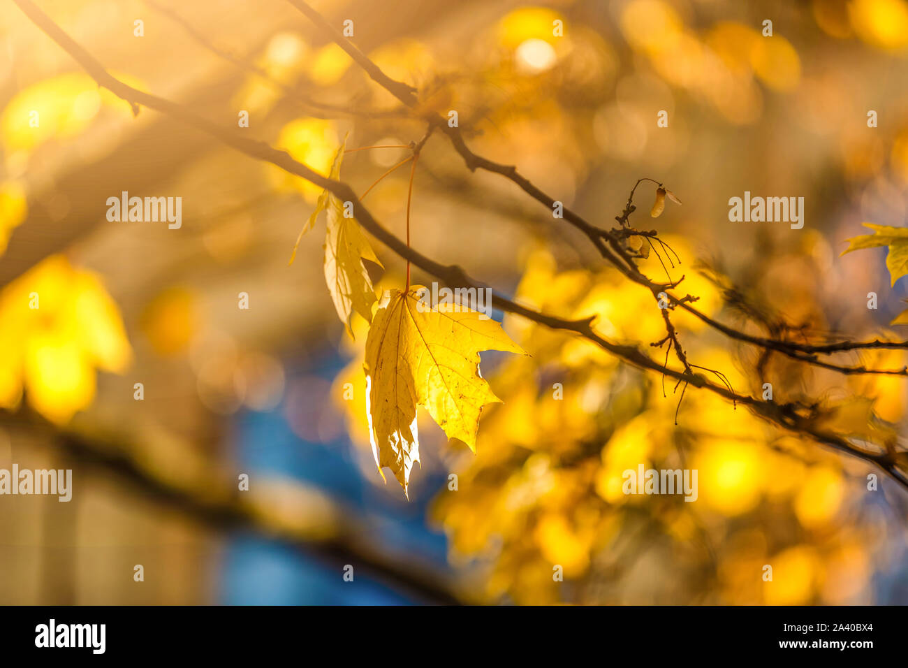 autumn leaves in front of the window Stock Photo - Alamy