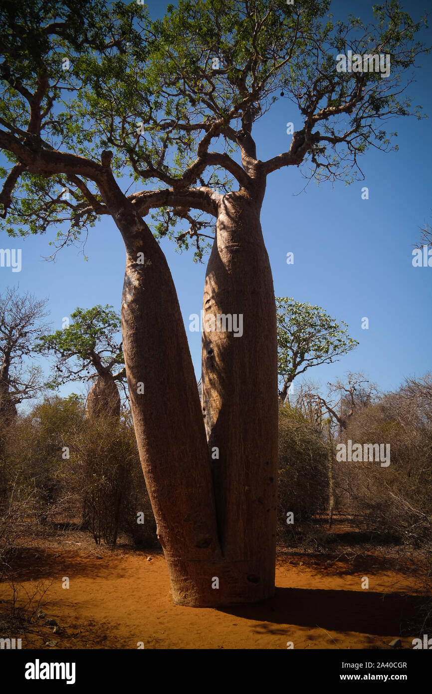 Landscape with Adansonia rubrostipa aka fony baobab tree, Reniala ...