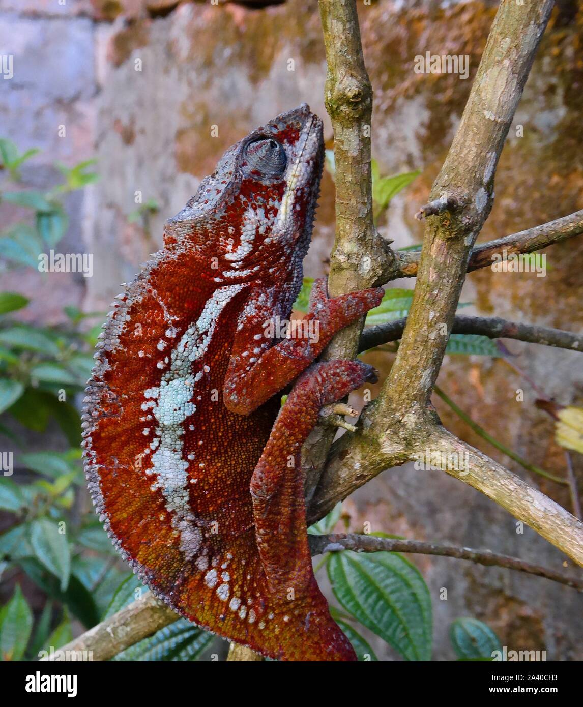 Wildlife mandraka reptile park hi-res stock photography and images - Alamy