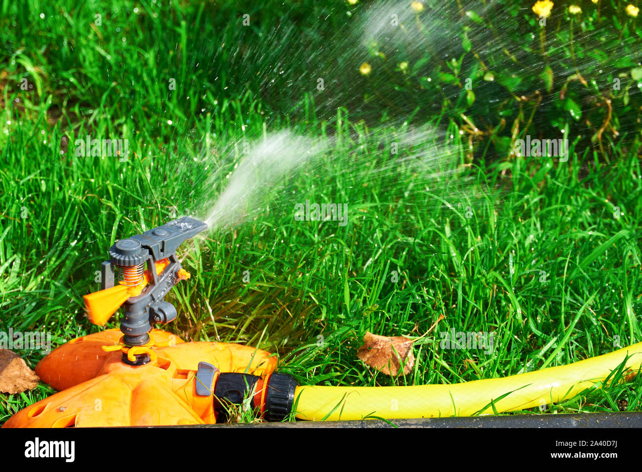 Sprinkler head of automatic watering the bush, grass and lawn. Spraying ...