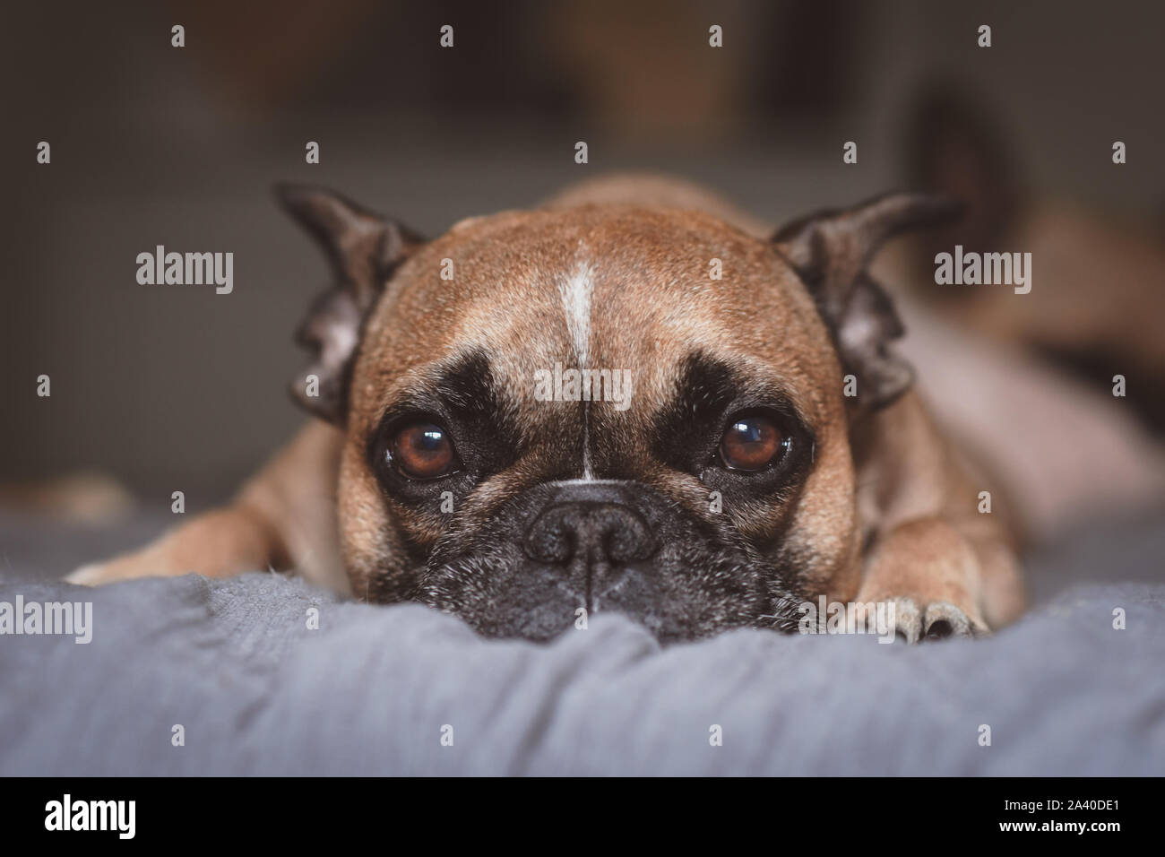 Adorable brown French Bulldog dog with big eyes looking straight into ...