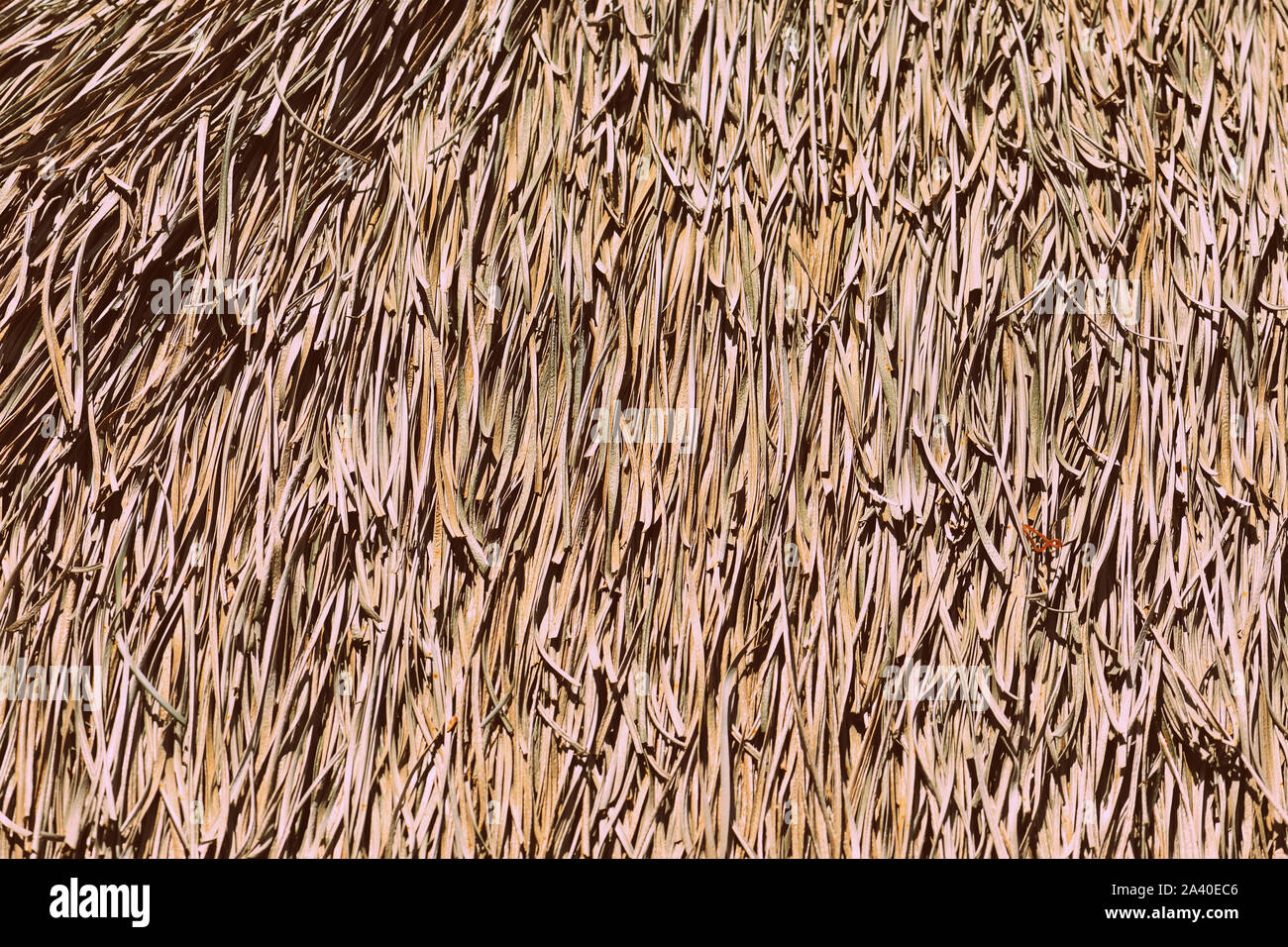 Palm roof texture close up. Retro style tropical background Stock Photo ...