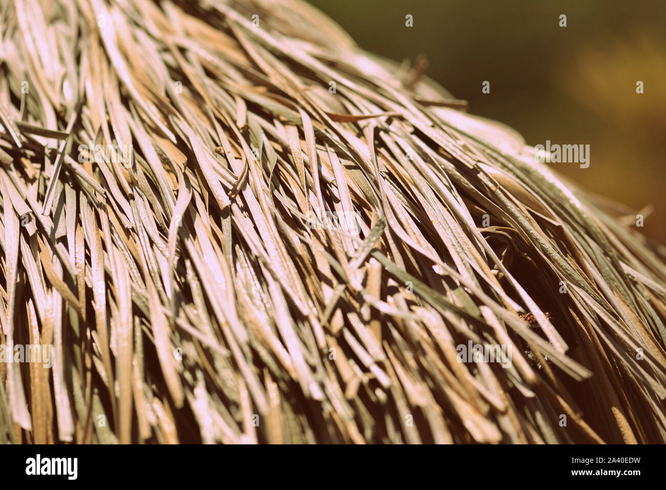 Palm roof texture close up. Retro style tropical background Stock Photo ...