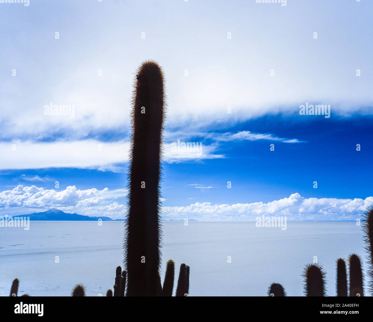 Cacti at Salar de Uyuni in Bolivia Stock Photo - Alamy