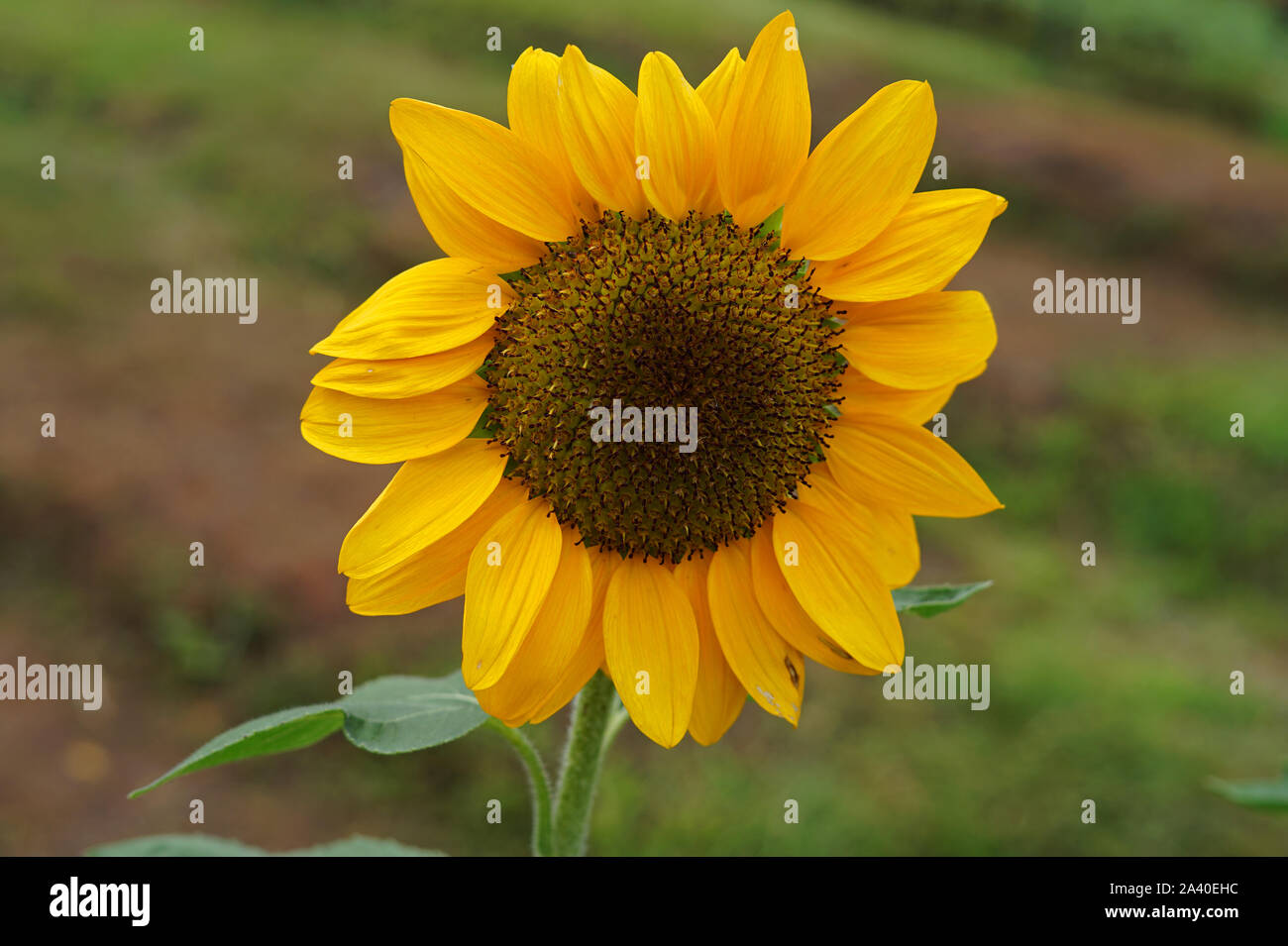 Sun Flower at Bandung Park, West Java, Indonesia Stock Photo - Alamy