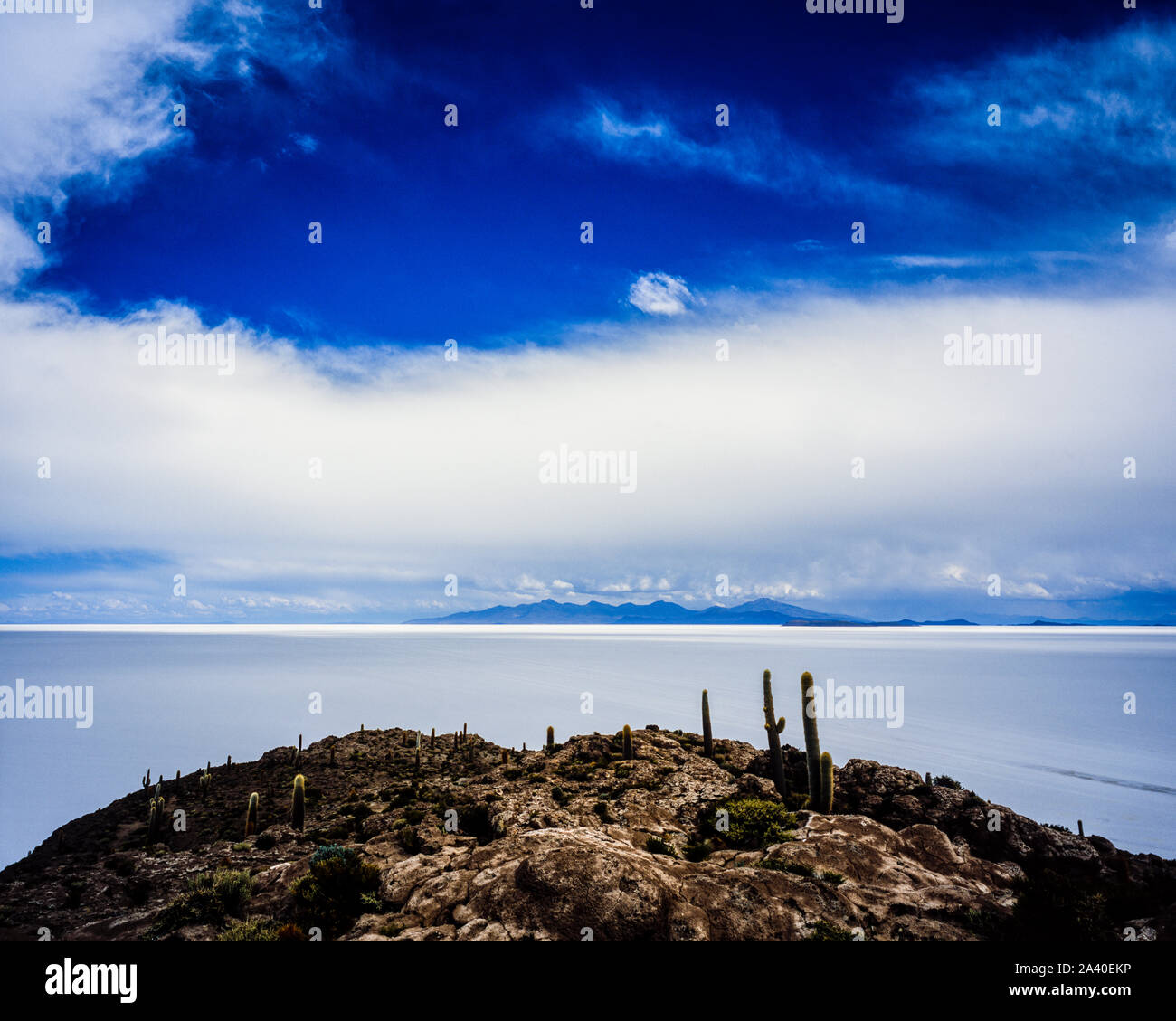 Cacti on cactus island uyuni salt flats hi-res stock photography and ...