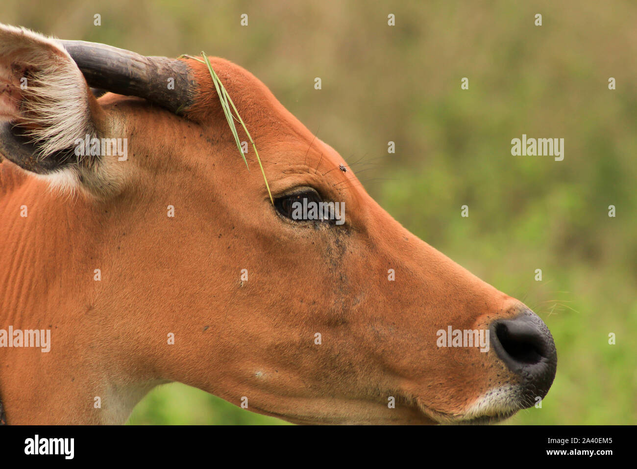 cattle in Indonesia Stock Photo - Alamy