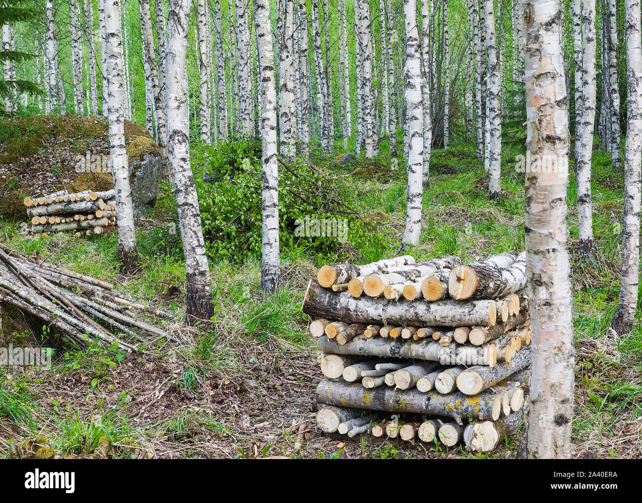 Russian forestry hi-res stock photography and images - Alamy