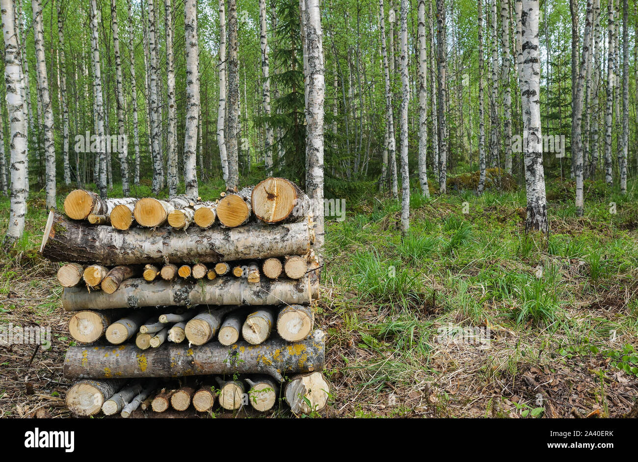 Russian forestry hi-res stock photography and images - Alamy