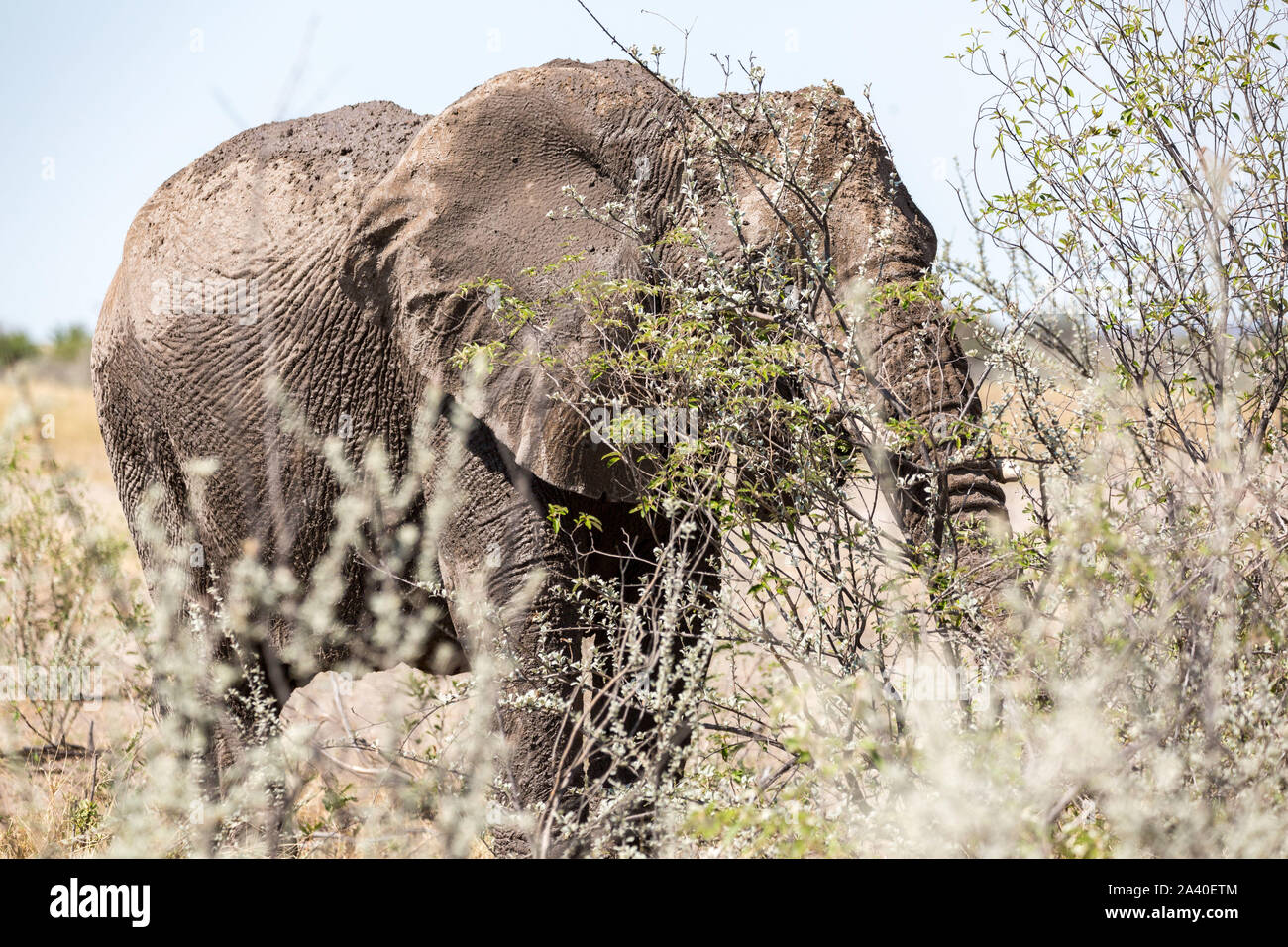 Half-covert elephant in the bush of Etosha, Namibia, Africa Stock Photo ...