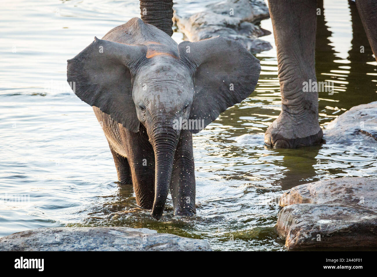 Cute Baby Elephants Playing In Water
