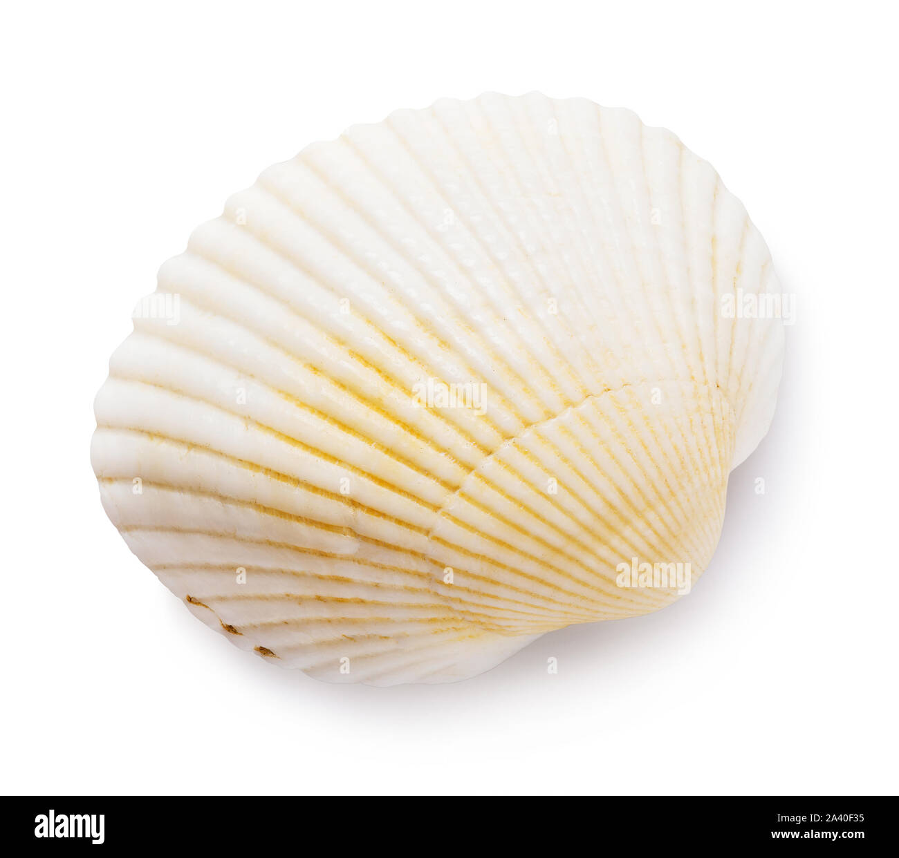 Sea shell of light shades isolated on a white background. Top view of a ...