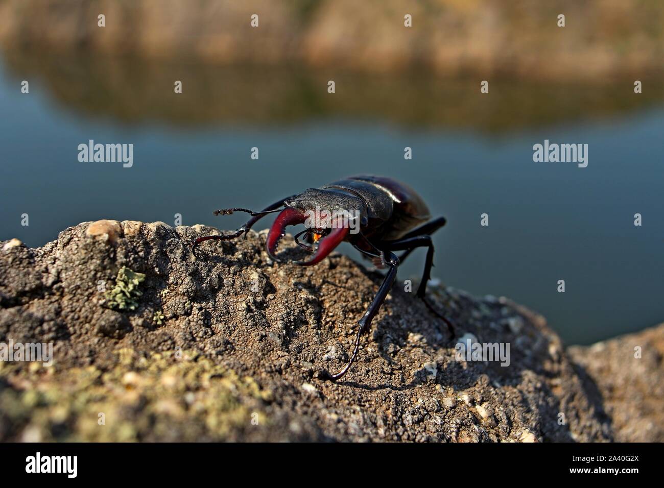 Close up beetle hi-res stock photography and images - Alamy