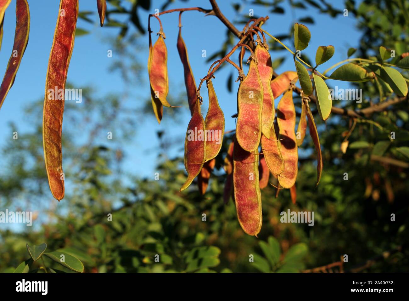 Acacia forest hi-res stock photography and images - Alamy
