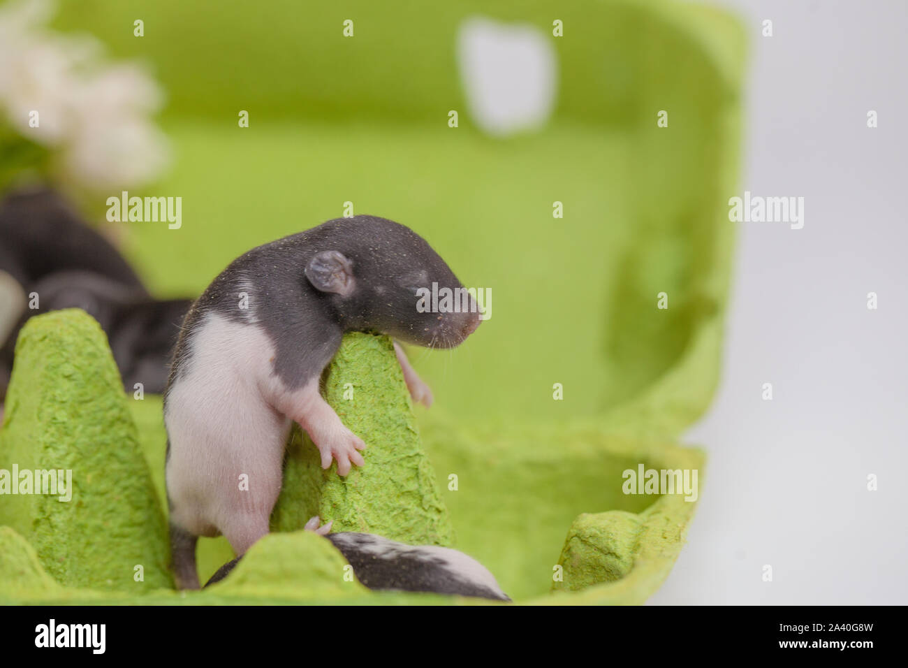 Newborn rats bald hi-res stock photography and images - Alamy