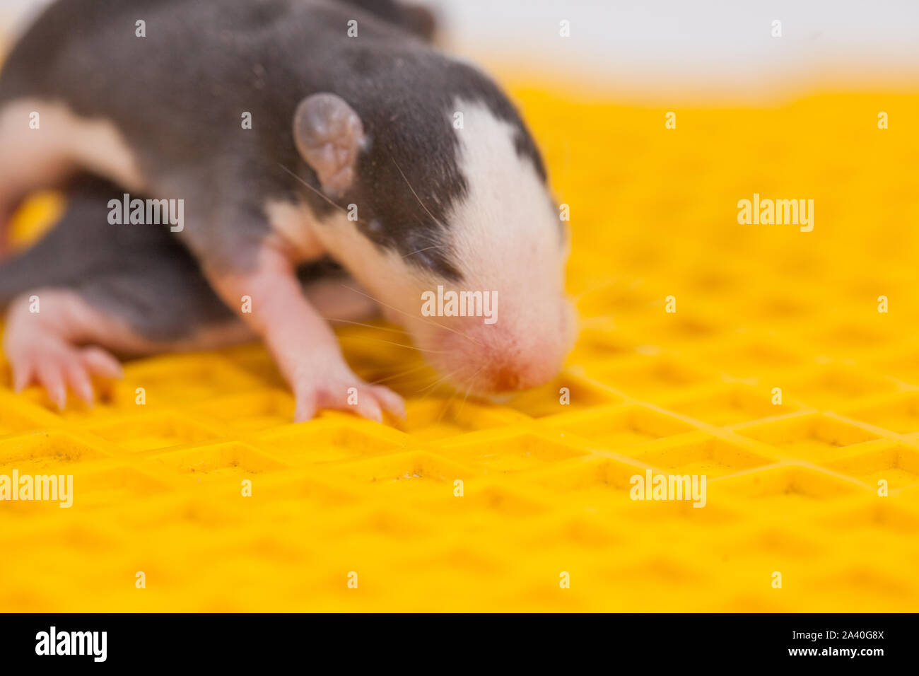 The concept of blindness. Blind newborn rat. The little mouse has not ...