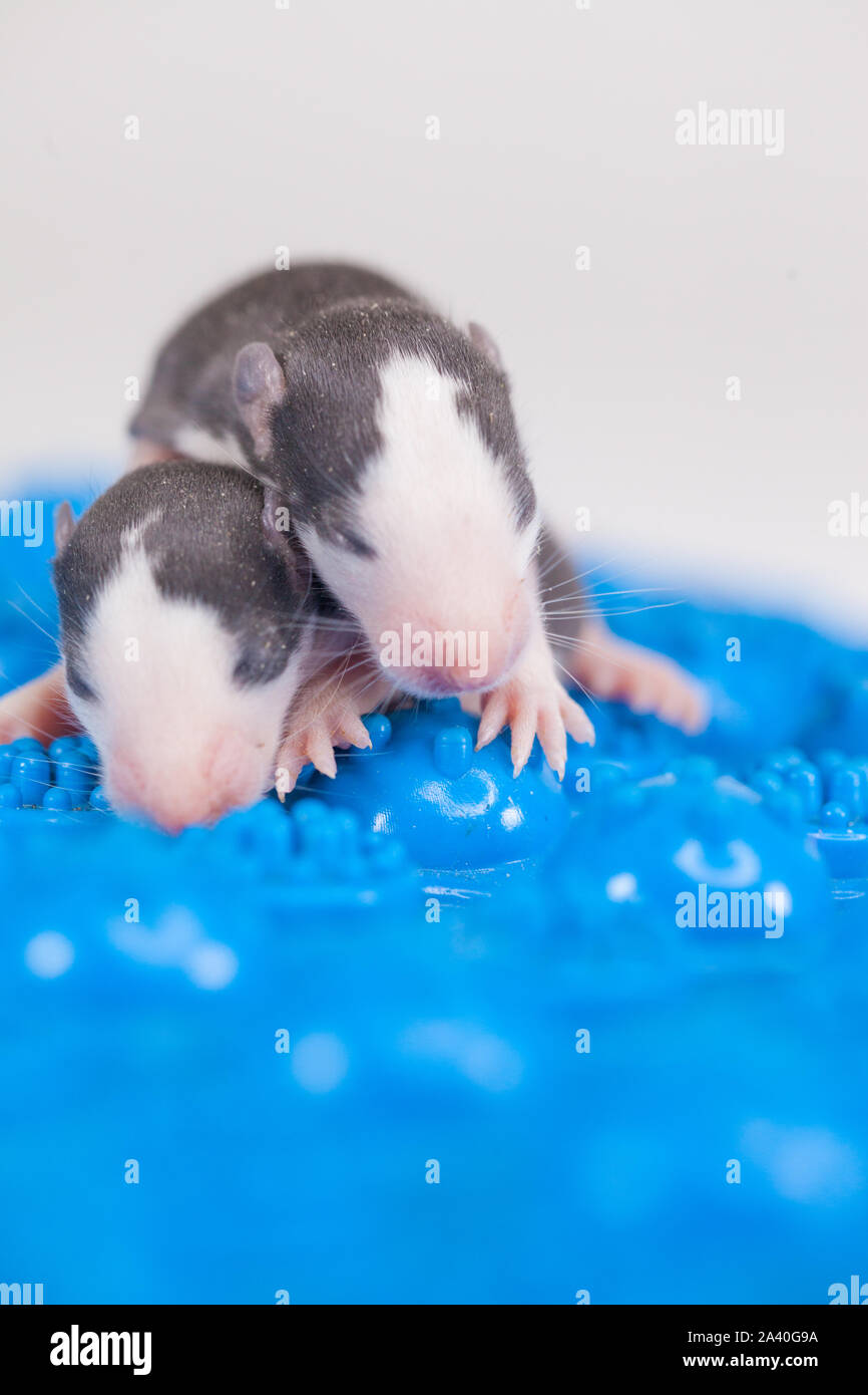 The concept of newborn. Little mouse cubs. Newborn rodents close-up ...