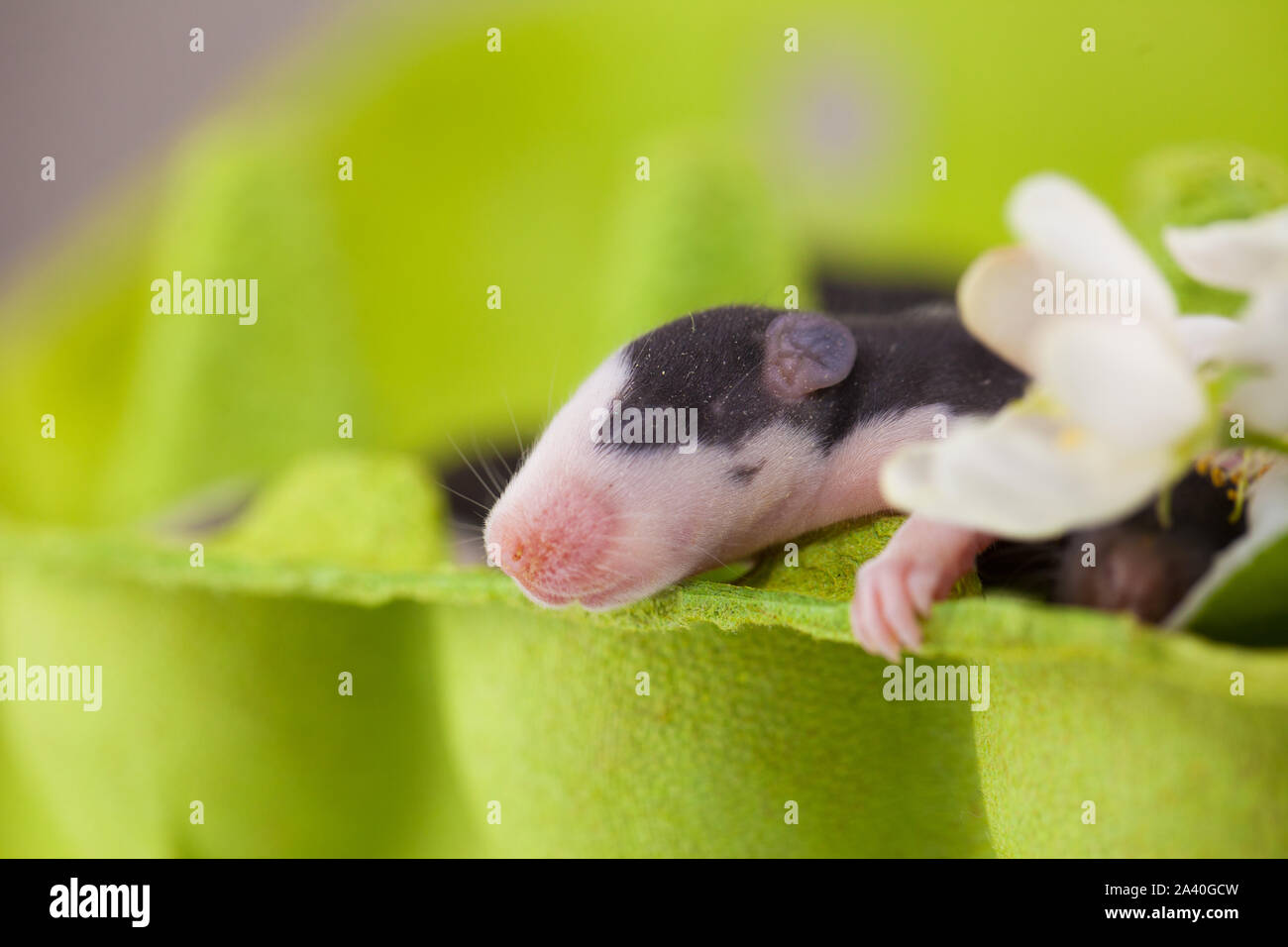 Newborn rats bald hi-res stock photography and images - Alamy