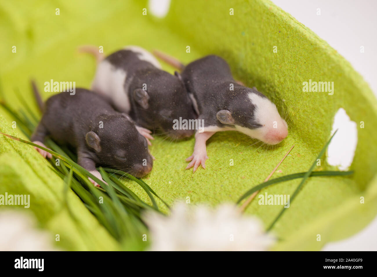 Newborn Rodents