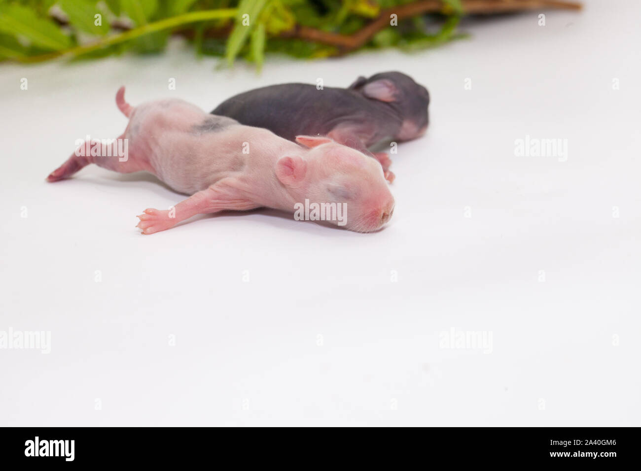 The concept of defenselessness. Newborn baby mouse close-up. The bald ...