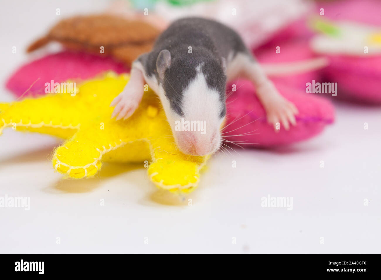 Newborn rat hi-res stock photography and images - Alamy