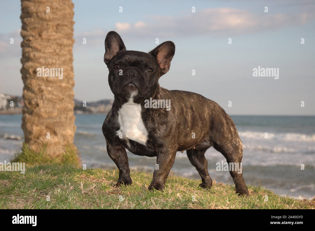 Dog breed French bulldog, small moloso by the sea Stock Photo - Alamy