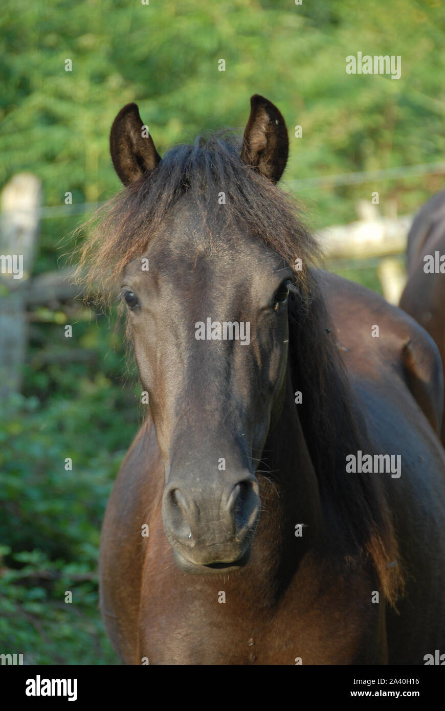 Asturcon, native horse breed in Asturias Stock Photo - Alamy