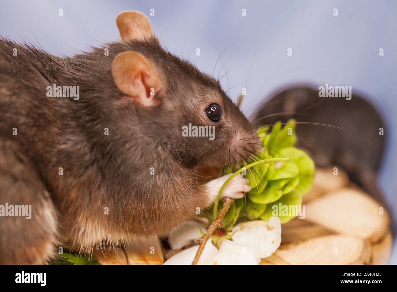 Rat close-up. The mouse eats a branch. Decorative rodents. Pets Stock ...