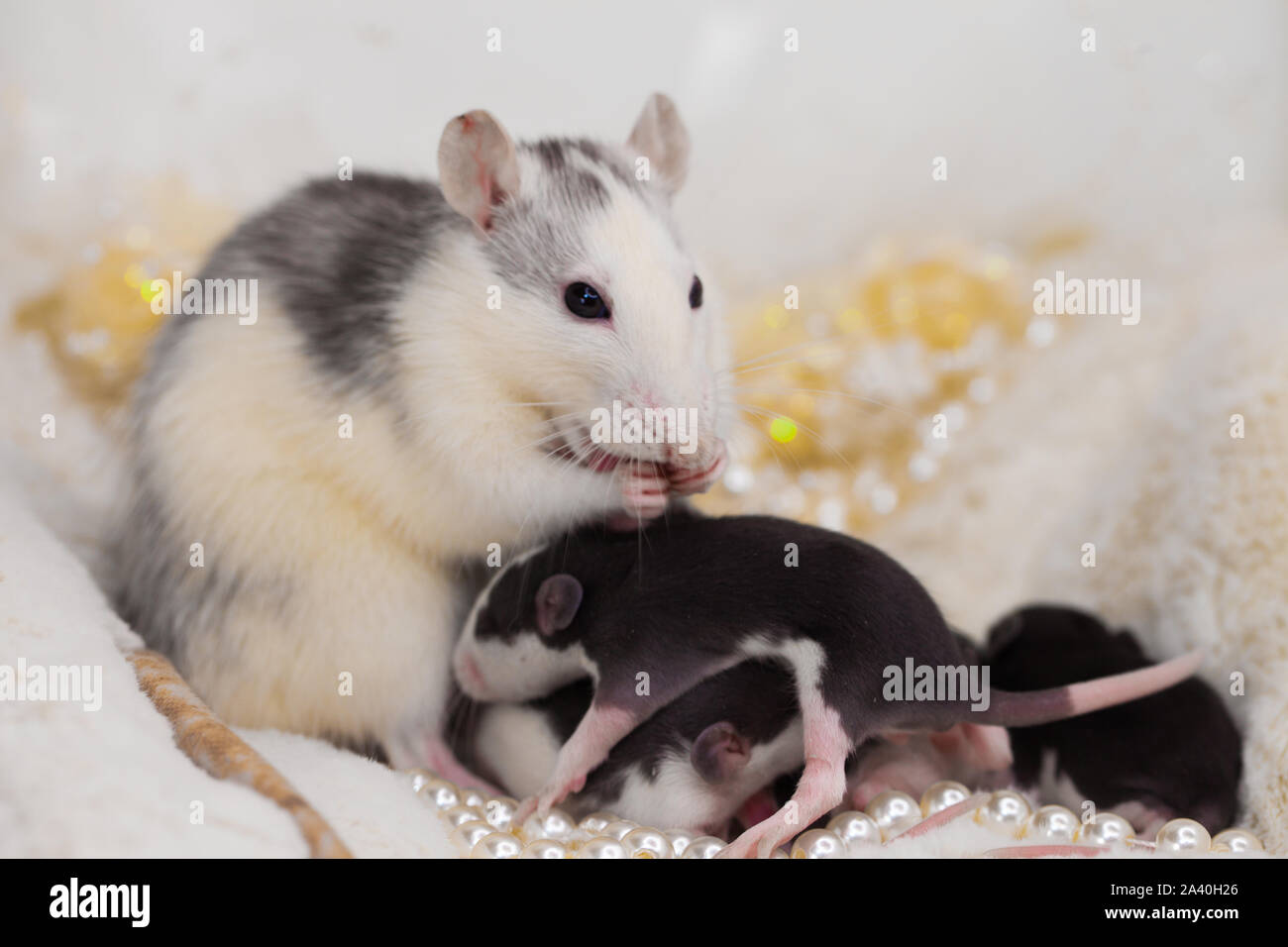 Domestic rodents hi-res stock photography and images - Alamy
