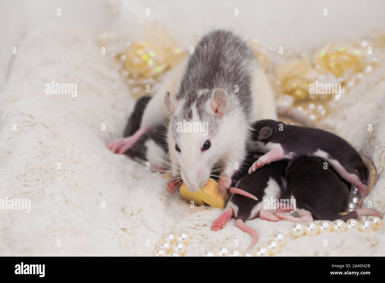 Mom is a rat with her cubs. The mouse eats a piece of cheese ...