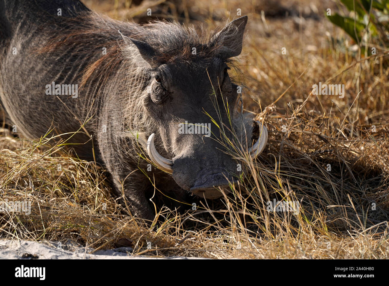 African Wart Hogs on the open plains Stock Photo - Alamy
