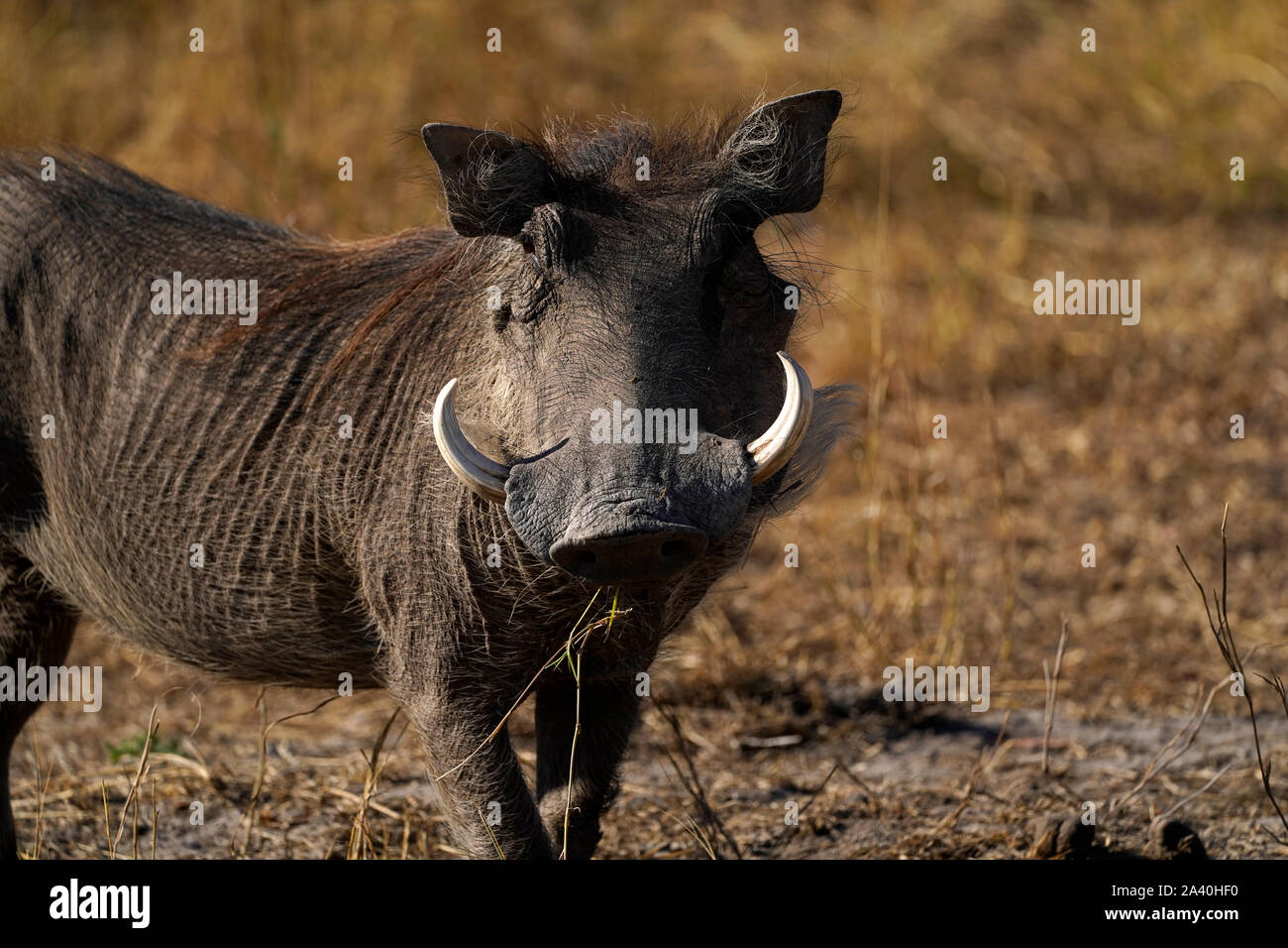 Grey hogs hi-res stock photography and images - Alamy