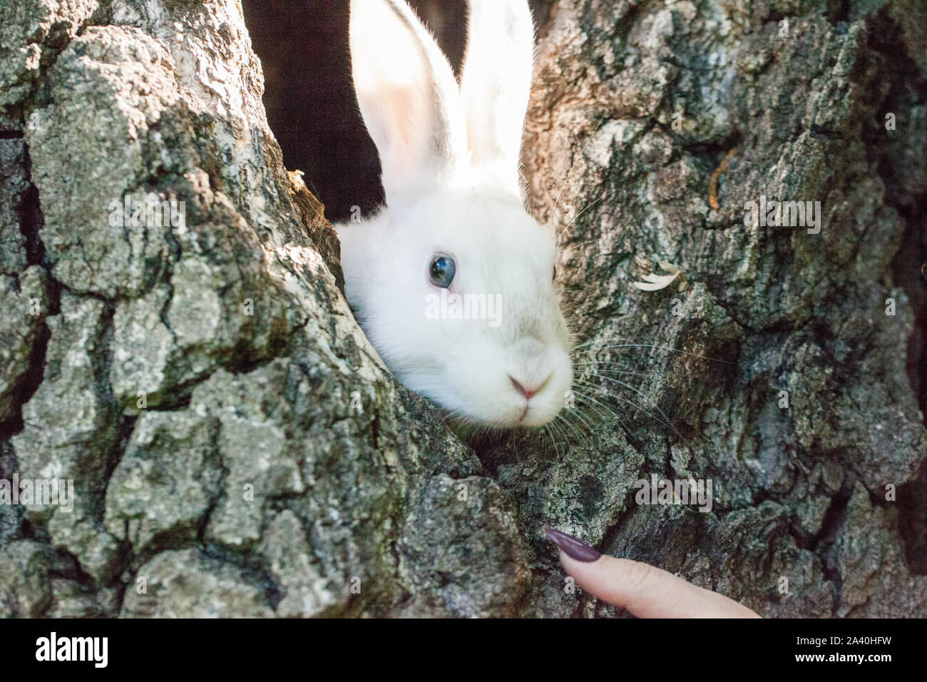 A beautiful white rabbit is sitting on a tree. The hare is hiding in ...