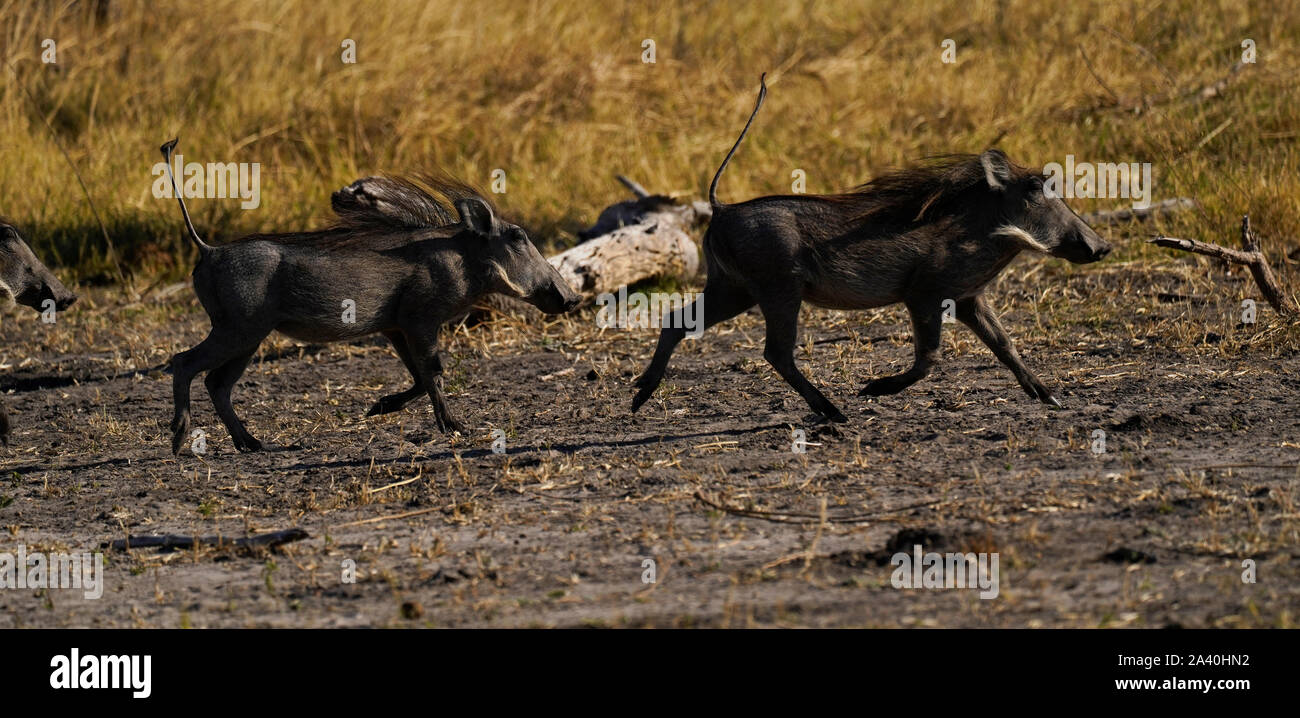 Grey hogs hi-res stock photography and images - Alamy
