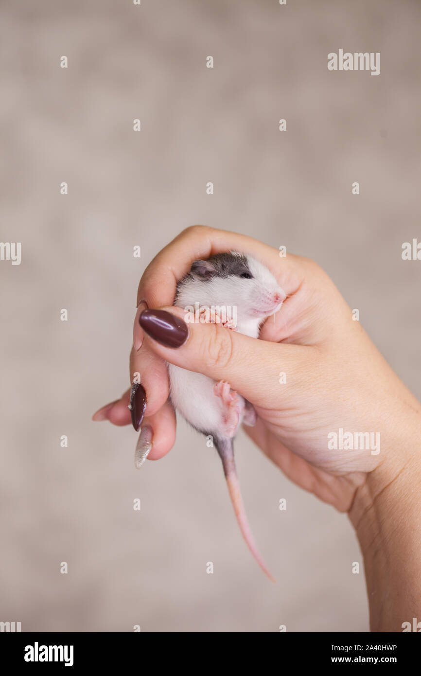 The concept is tiny. A very small rat in the hand of a man. Miniature ...