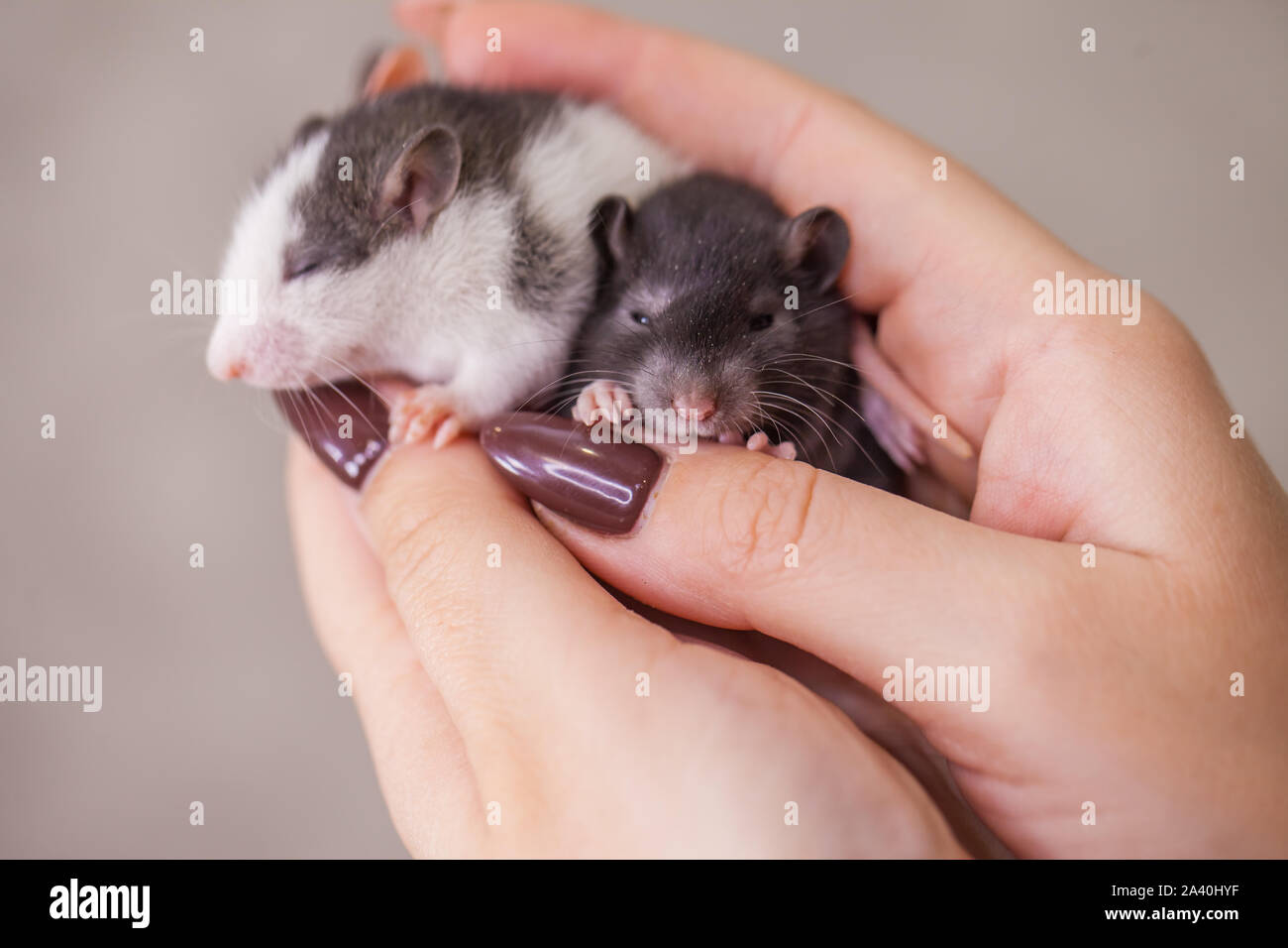 Rodents close-up. Rats in human hands. Two small decorative rats Stock ...