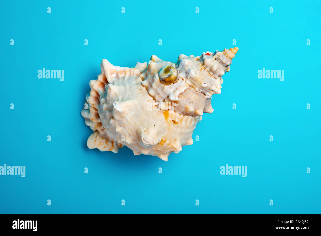 top view conch shell on a blue background Stock Photo - Alamy