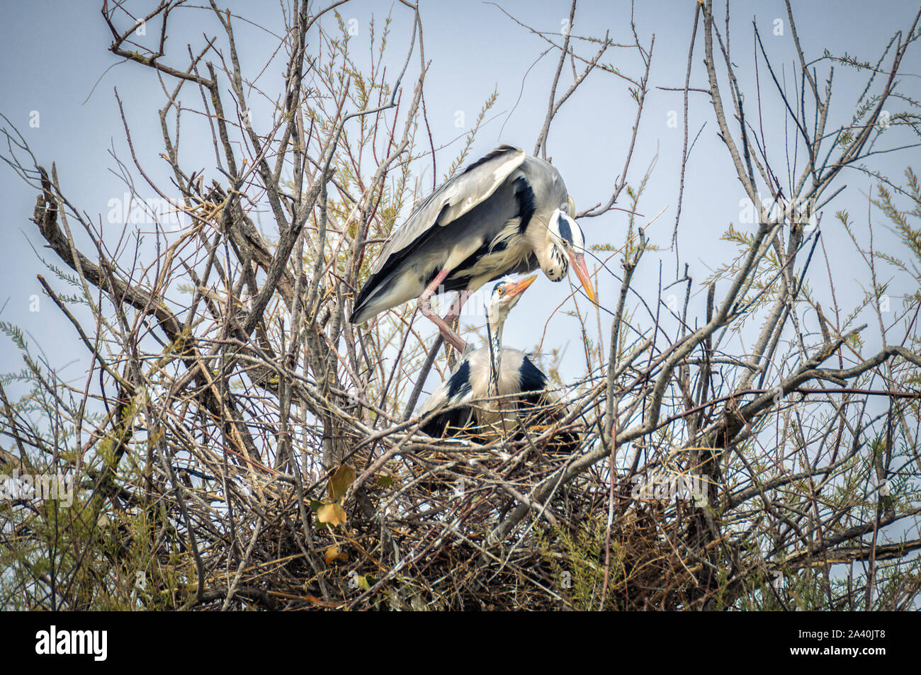 Mating bird season in spring hi-res stock photography and images - Alamy