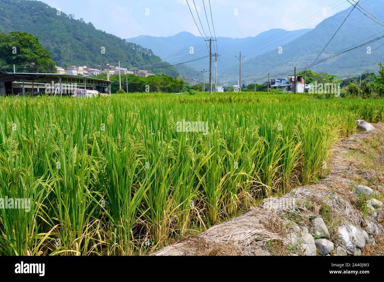 field with fresh green paddy horizontal composition Stock Photo - Alamy