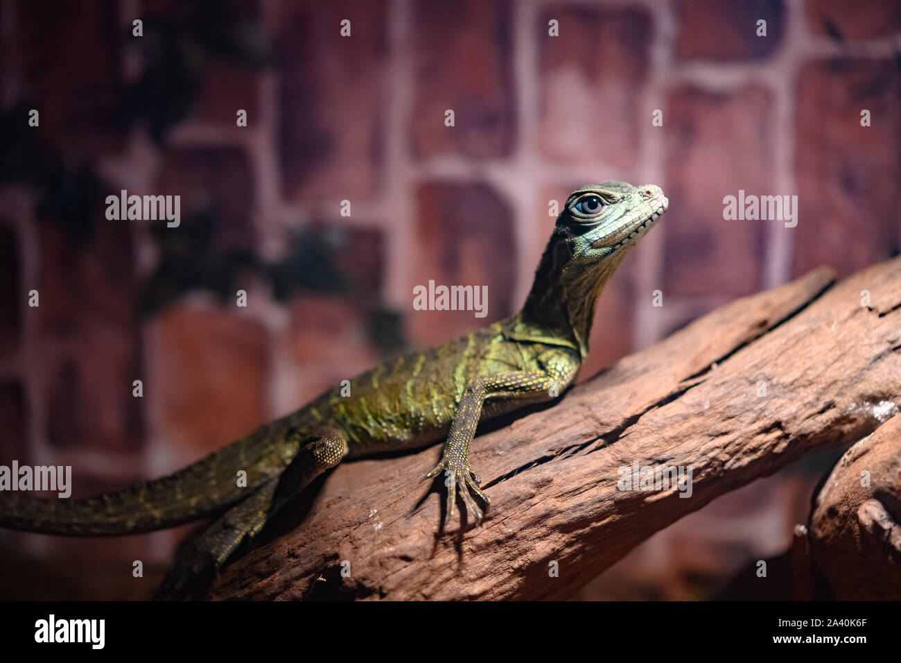 Hydrosaurus hi-res stock photography and images - Alamy